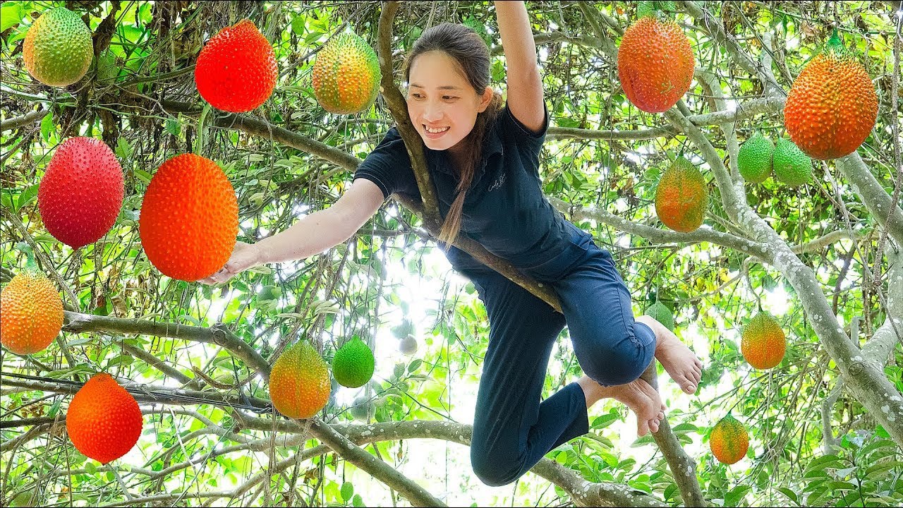 Harvesting Red Sweet Gourd Garden - Make Red Gac Sticky Rice Goes to ...