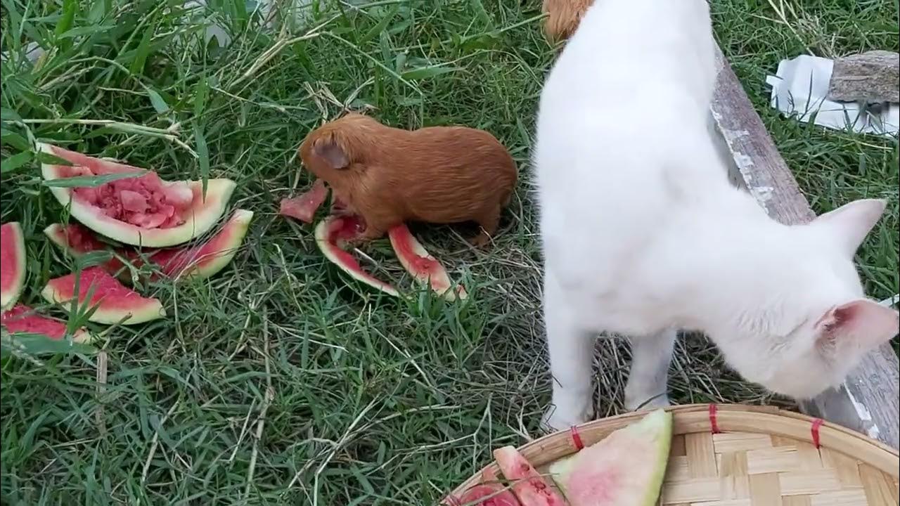 CAT and GUINEA PIGS! #cat #guineapigs #cuteanimals #viral - YouTube