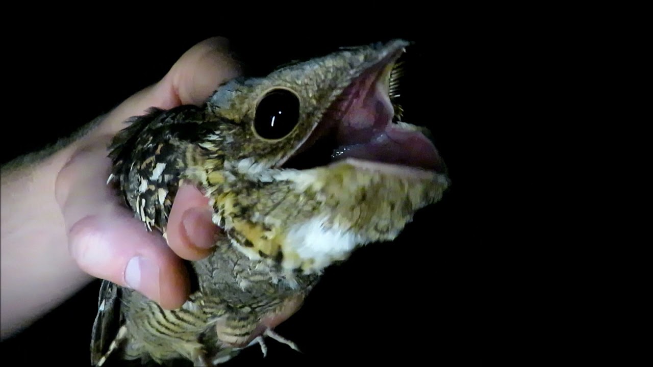 Mouth of the Red-necked Nightjar - YouTube