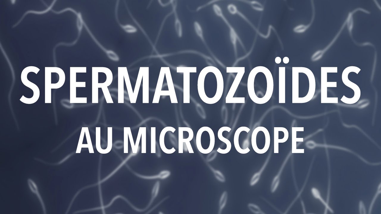 DES SPERMATOZOÏDES AU MICROSCOPE ! #LME01 - YouTube
