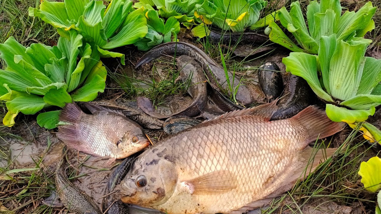 Mencari Ikan Di Sawah Dan Menemukan Ikan Lele Dumbo Ikan Sapu Sapu Ikan