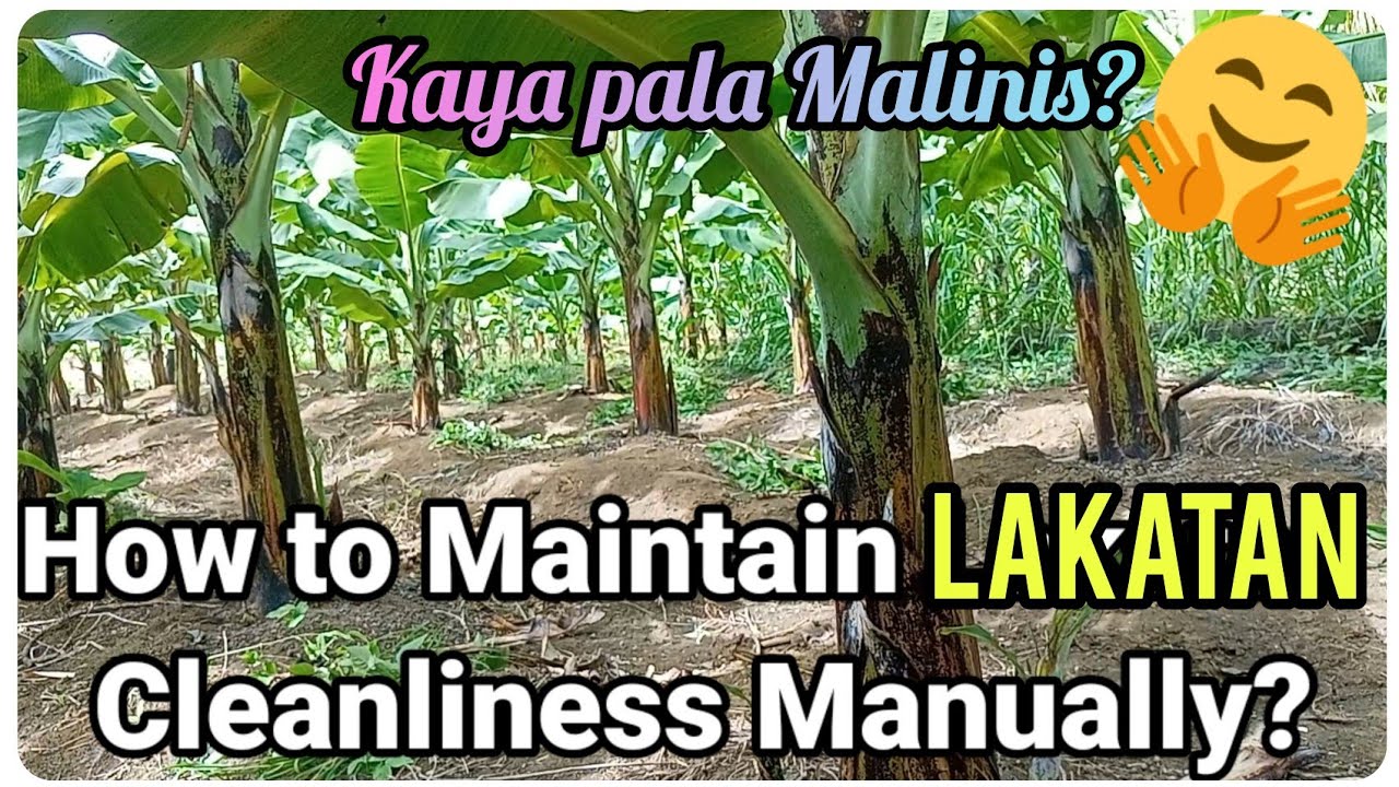 『Paano Linisin ng Mano-mano ang Ating Lakatan Plantation?』〘Easy lang ...