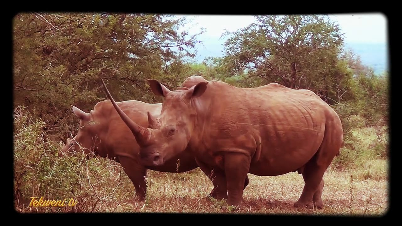 Rhino’s Horn, the Largest & the Sharpest! (Video no. 102) - YouTube