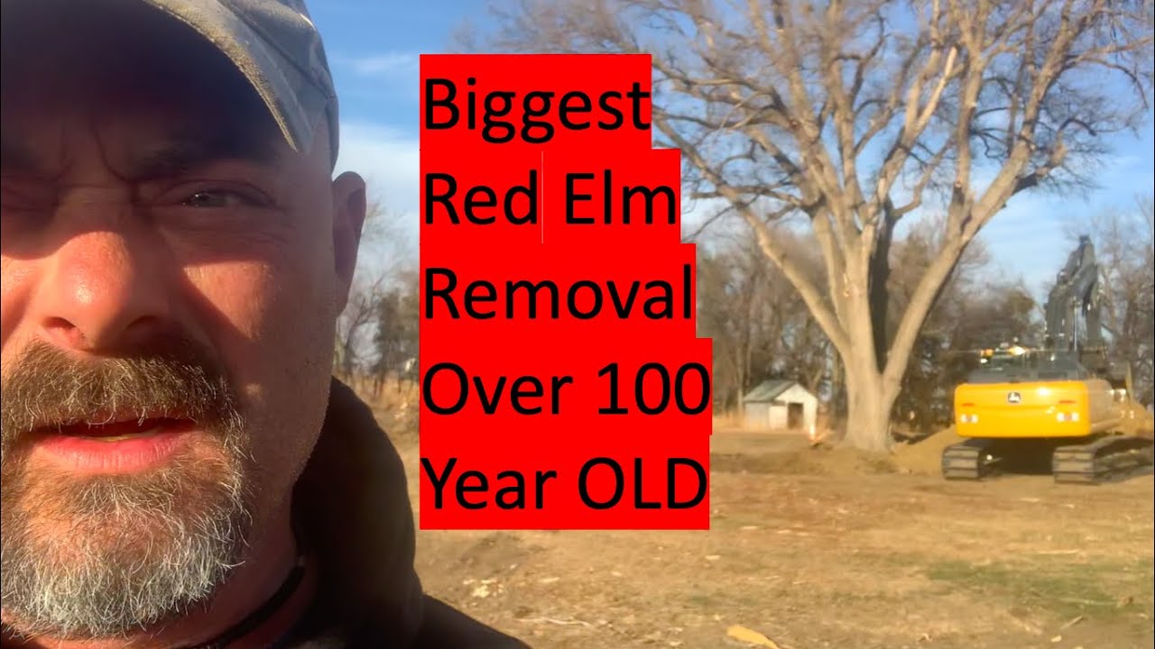 #96 Biggest Red Elm Ever - YouTube