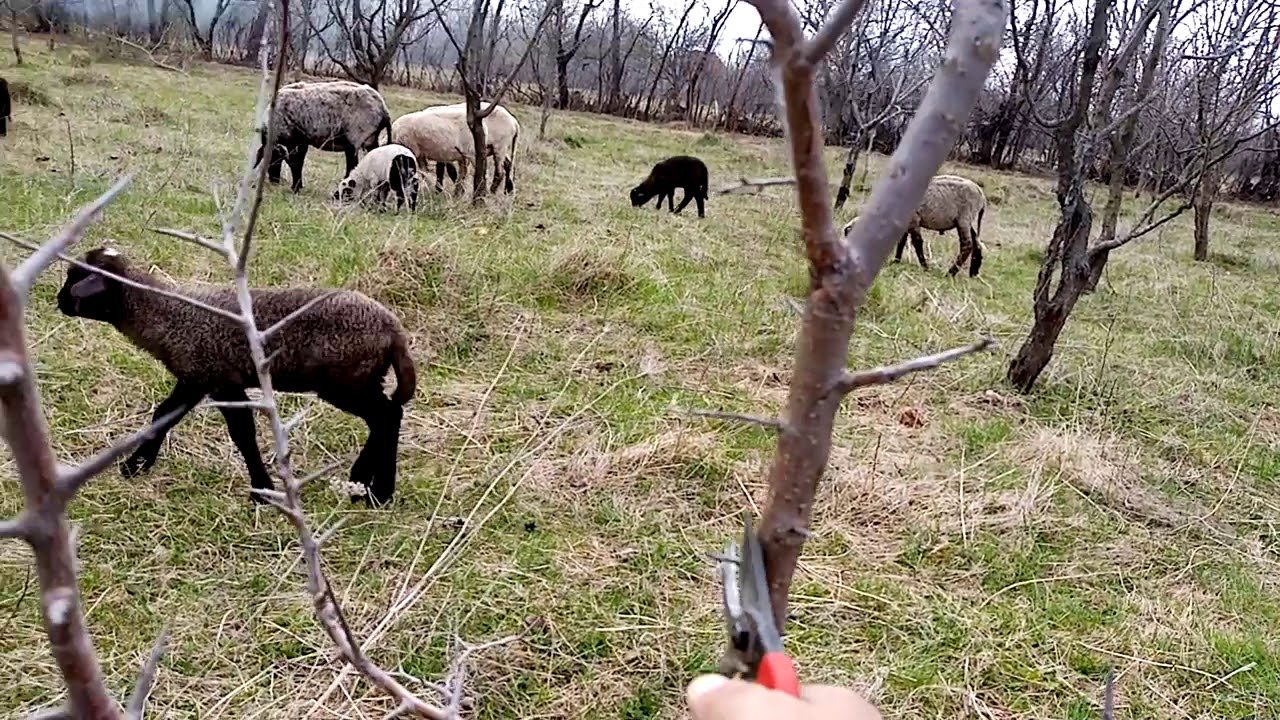 Taieri prun gras românesc. Formare coroană cu ax. - YouTube