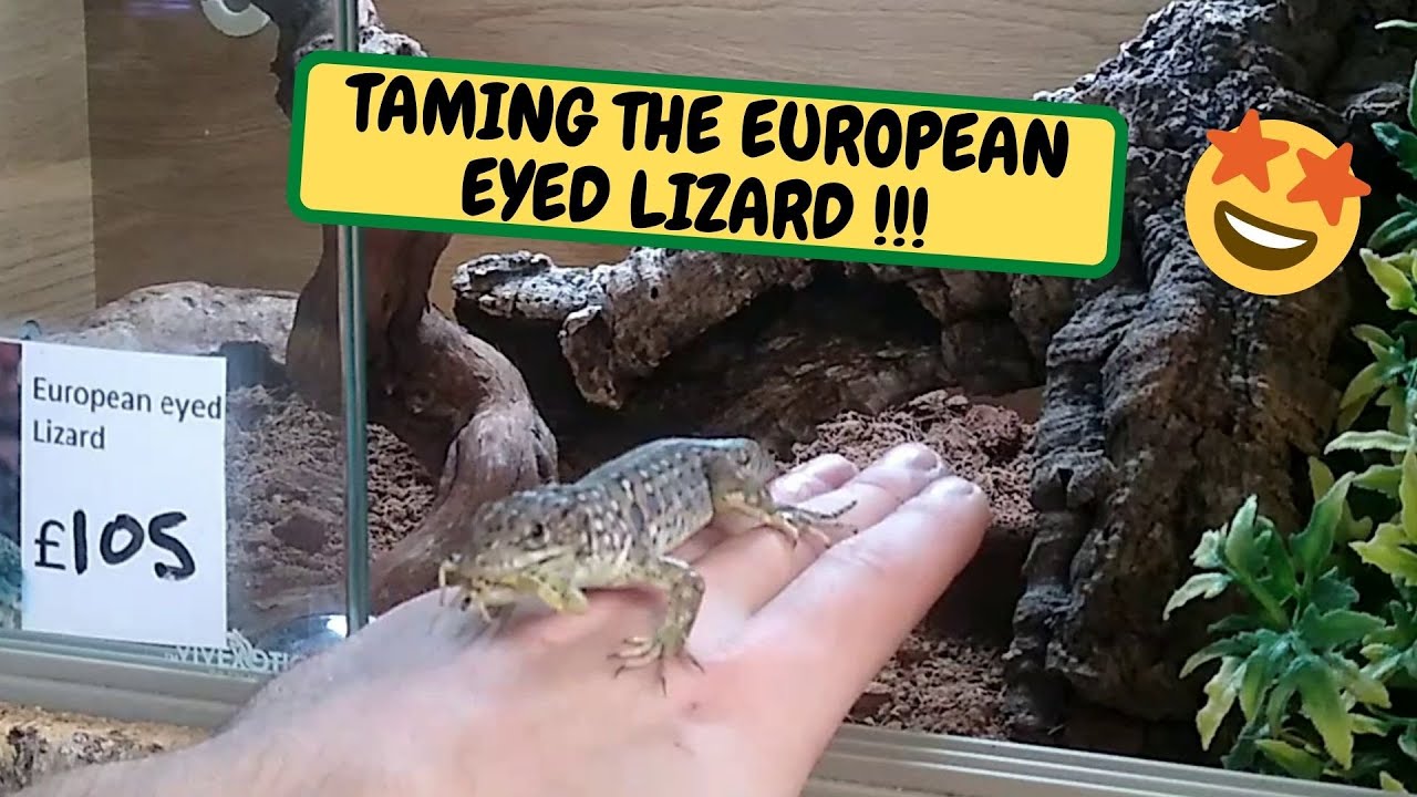 Taming The European Eyed Lizard, Fish Feeding, Axolotl Update (Snake ...