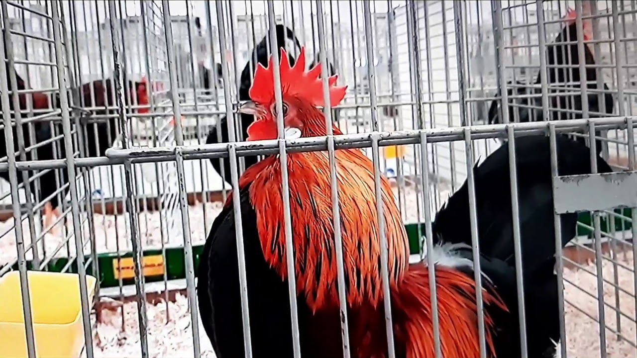 Rooster crowing compilation 2019/ 78 roosters crowing - YouTube