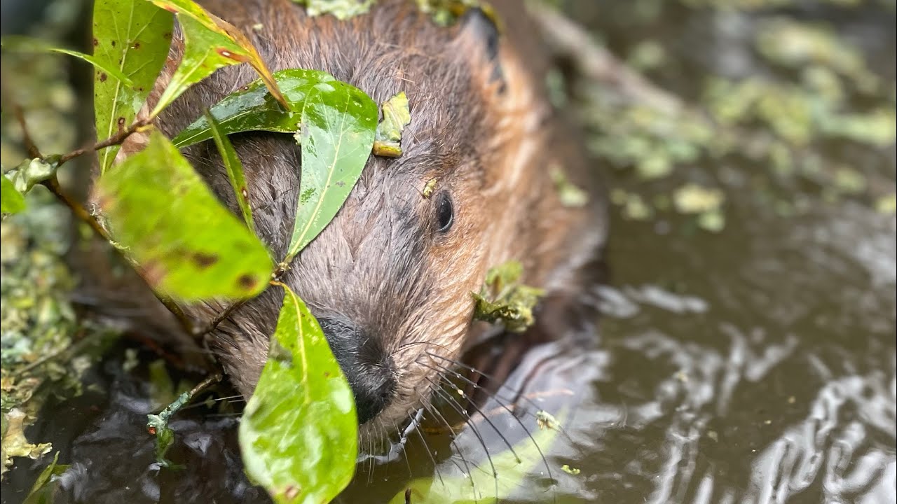 What do the rescue beavers eat? - YouTube