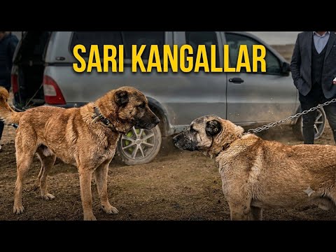 Tarihi Eser Safkan Sarı Kangallar İki Efsane Yan Yana #kangal #sivaskangal #kurtçulkangal