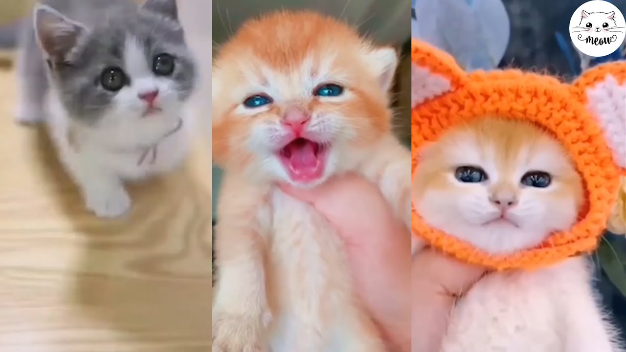 Cat crying. cute cats. - YouTube