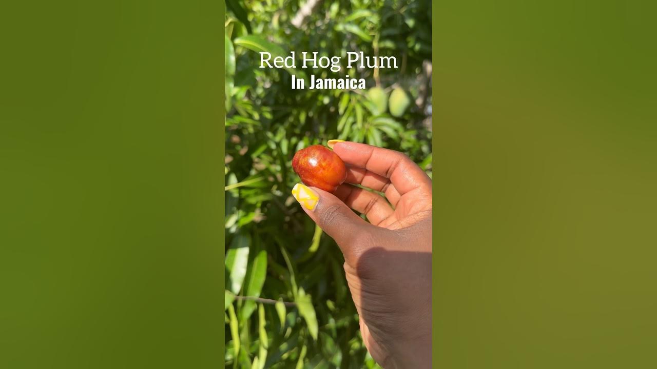 Picking Red Hog Plums in Jamaica #exoticfruits #shorts - YouTube