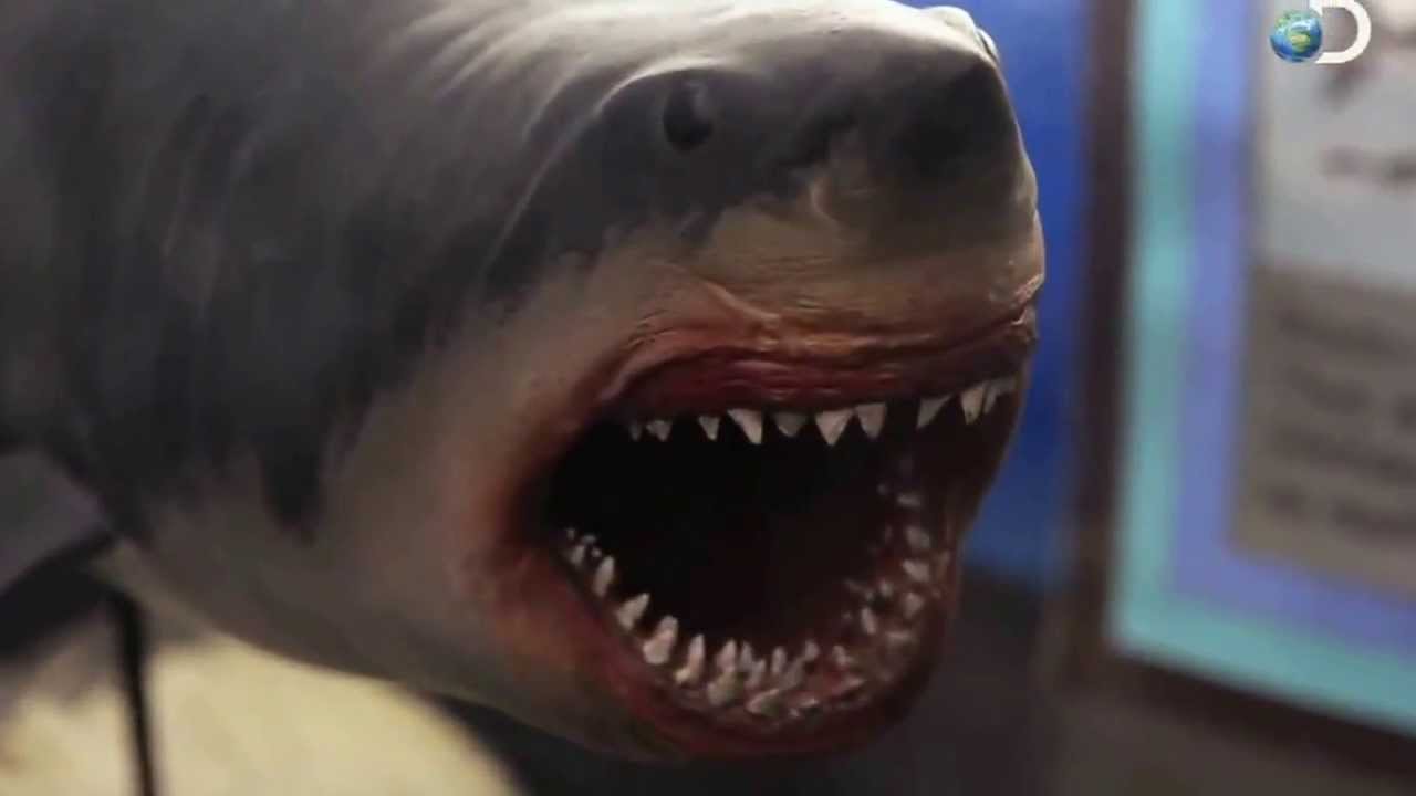 The Nightmarish Megalodon Sharkzilla Shark Week 2012 - YouTube