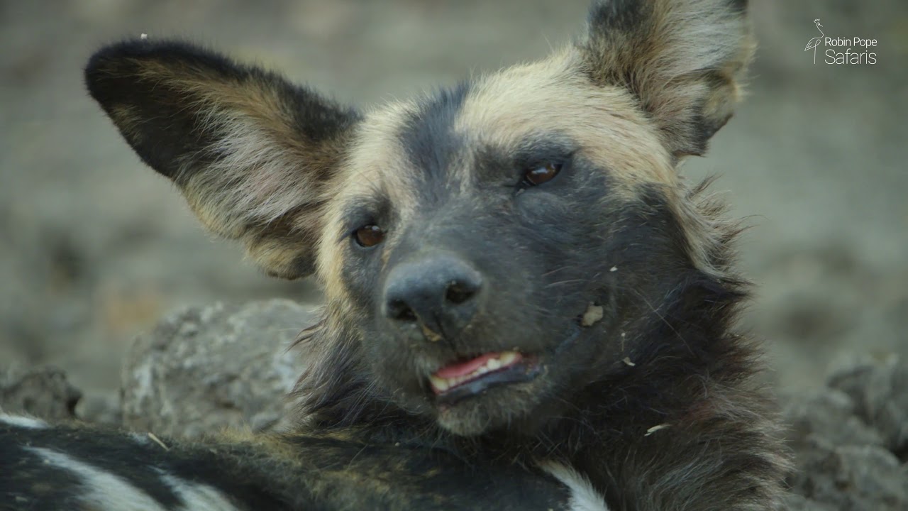 Safari Diaries: A Tale of a Wild Dog's Tail - YouTube