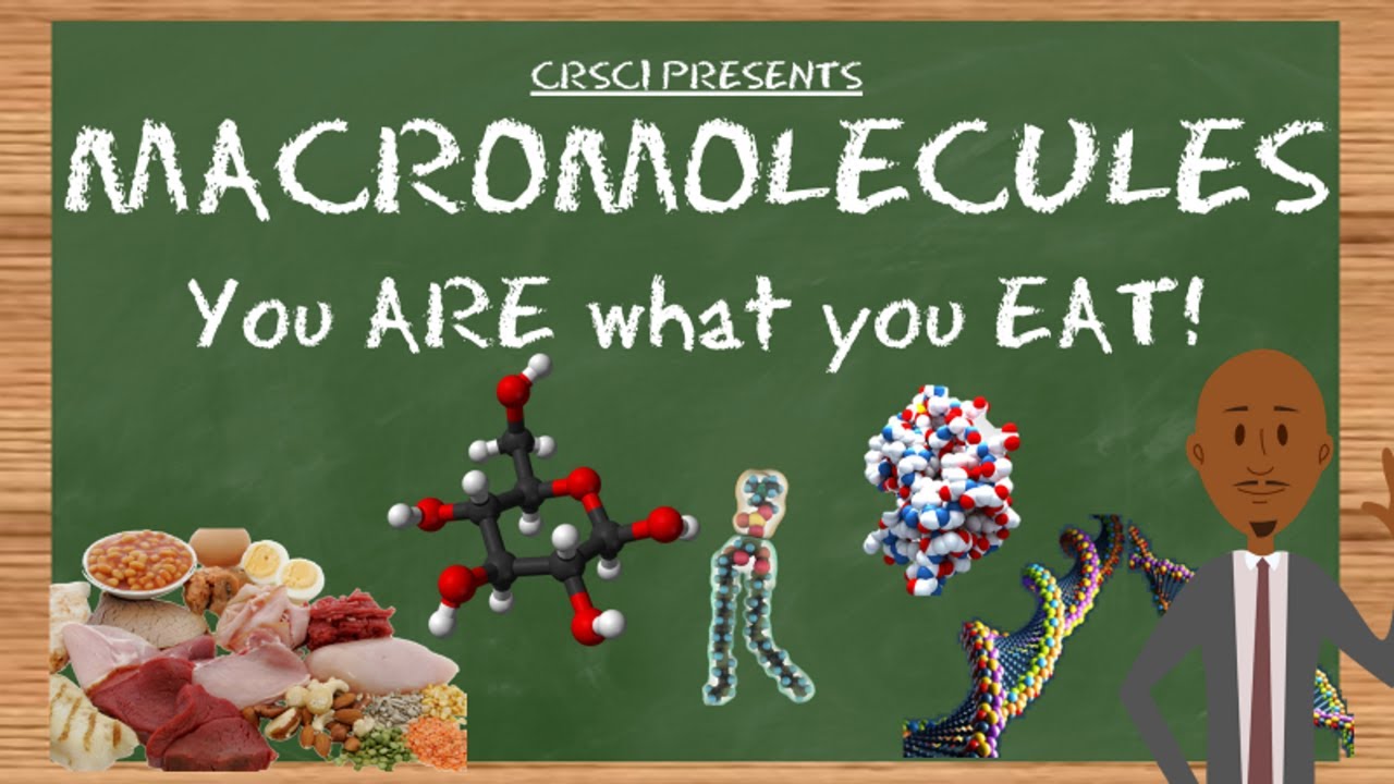 Macromolecules You ARE What You EAT YouTube macromolecules-you-are-what-you-eat-youtube