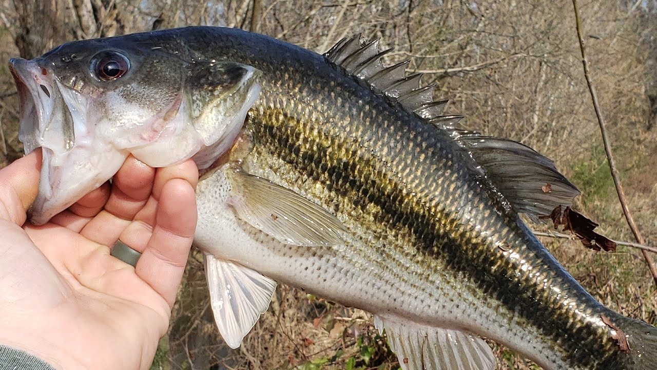 2Lb November 19th Spotted Bass. - YouTube