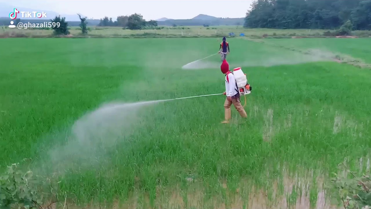 Aktiviti meracun Serangga padi. - YouTube
