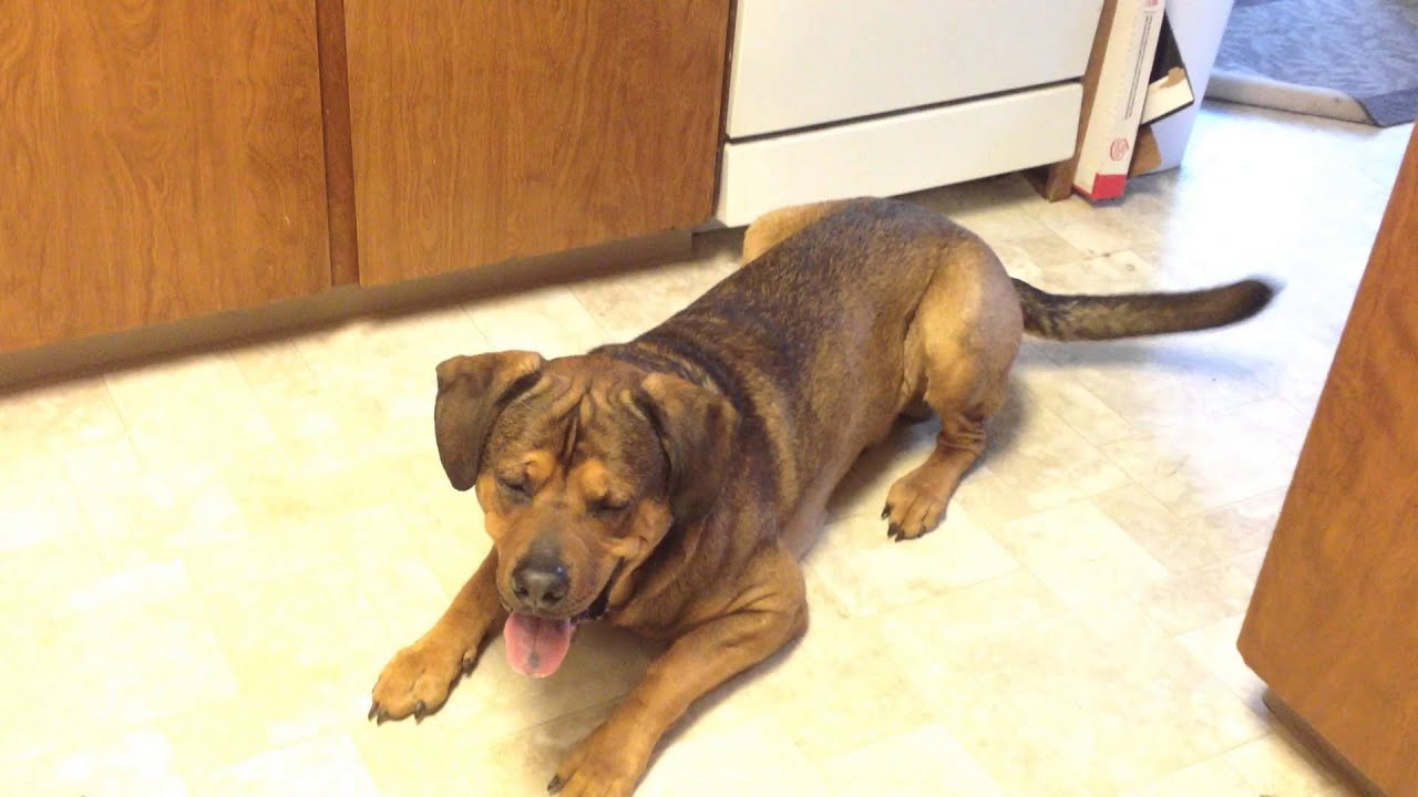 Ripley Dog! - YouTube