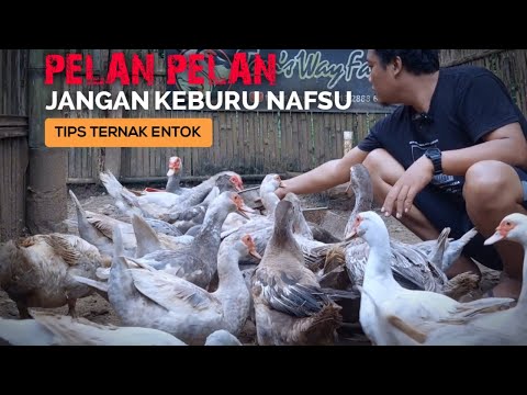 CARA SUKSES TERNAK ENTOK UNTUK PEMULA
