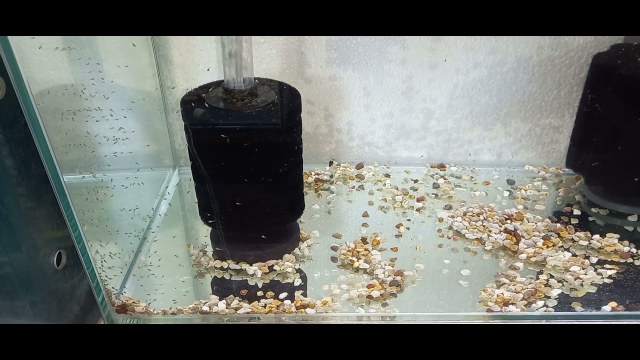 11 August 2021 - YouTube