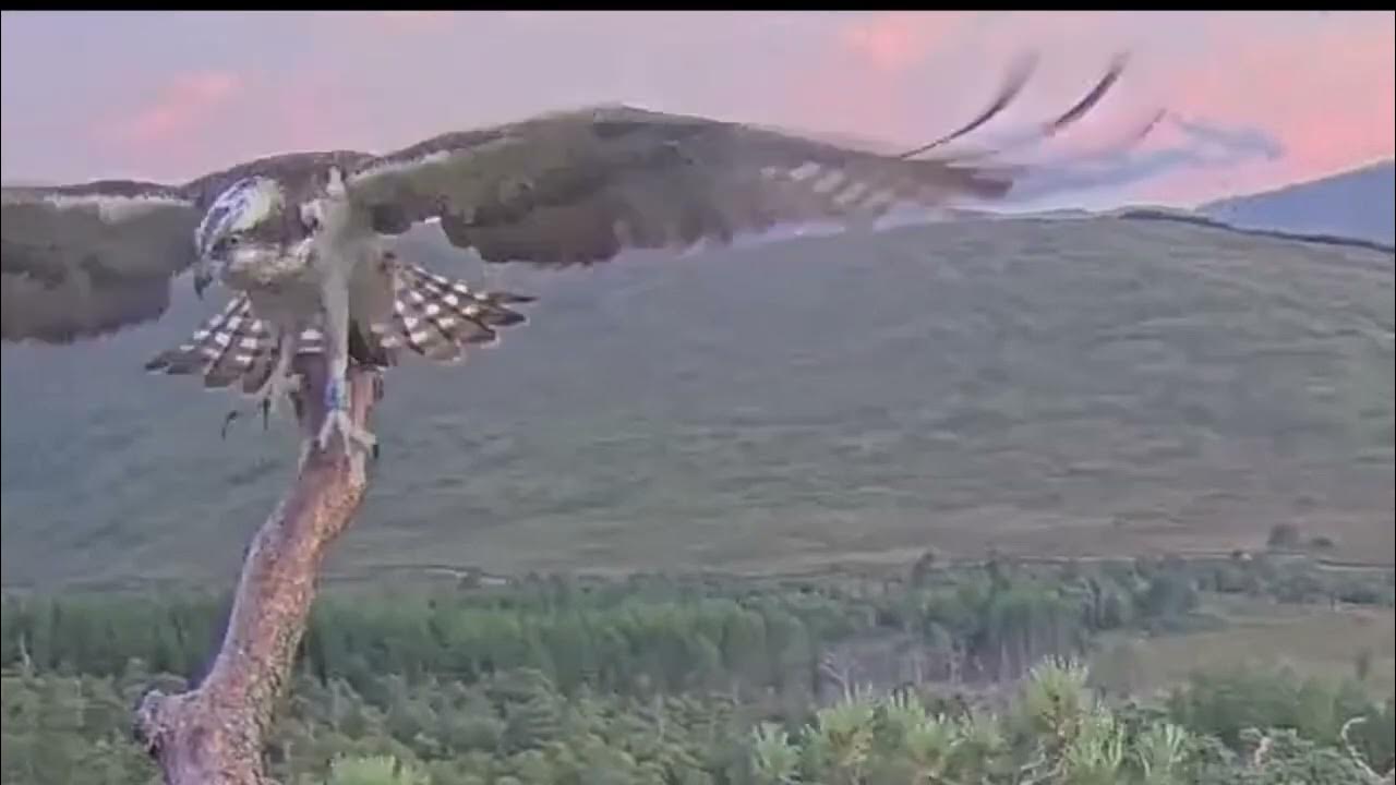 Close up of ringed intruder Osprey LV0 on the Loch Arkaig Osprey nest 18 Aug 2023 (slo-mo zoom ...