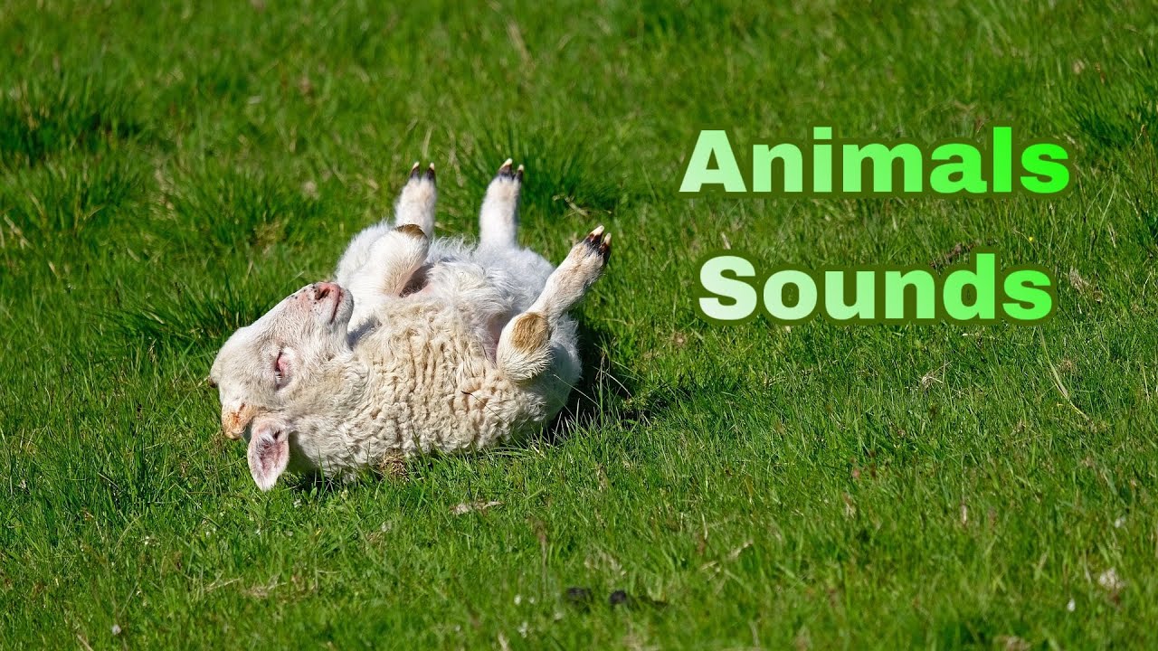Animal sounds for kids (25 wild/farm Animals) - YouTube