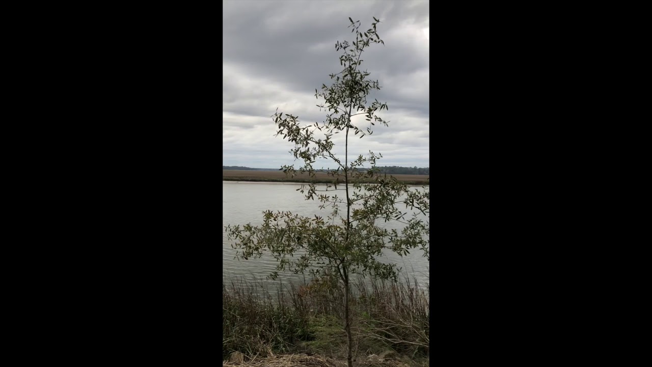 Lot 5 Delta Plantation, Townsend, GA - YouTube