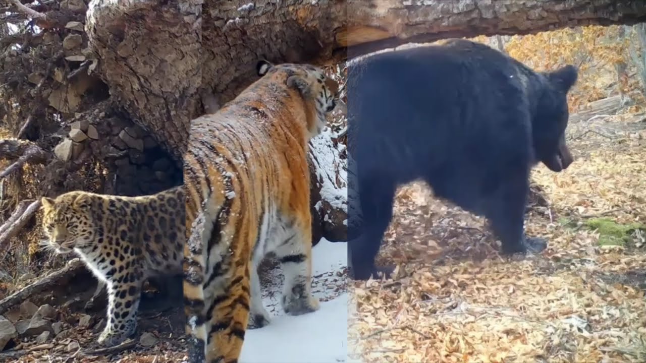 Amur tigress, Leopard and Brown bear at the same tree. - YouTube