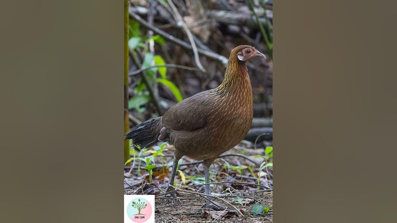 Suab poj qaib seev zoo cuab tuaj zoo heev |2023| - YouTube