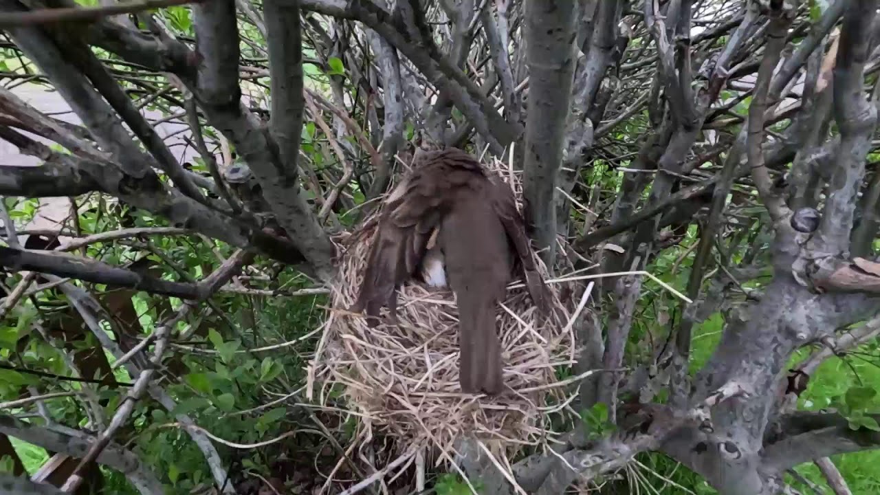 LIVE Bird Nest Cam – Chicks Hatched and Parents Feeding Them | Iceland ...