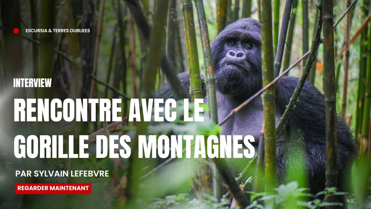 Rencontre avec le gorille des montagnes - YouTube