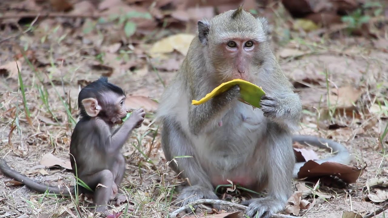 How Maria and her Baby monkey eat the yellow mongo - YouTube