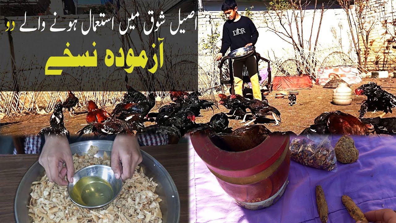 Aseel Murghon Ke Hazmy Ke Liye 2 Azmooda Nuskhay | Jarrar Haider Vlogs ...