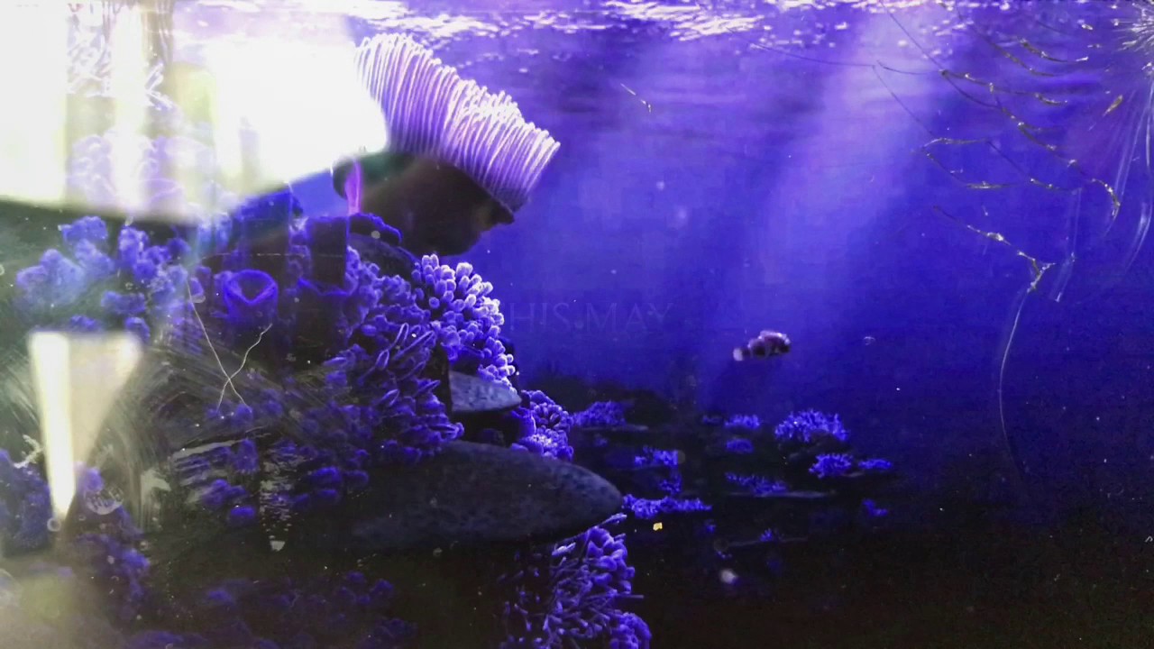 Finding Dory III Official Trailer - YouTube