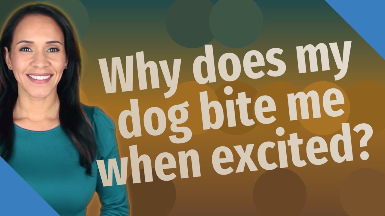 Why Does My Dog Bite Me When Excited YouTube why-does-my-dog-bite-me-when-excited-youtube