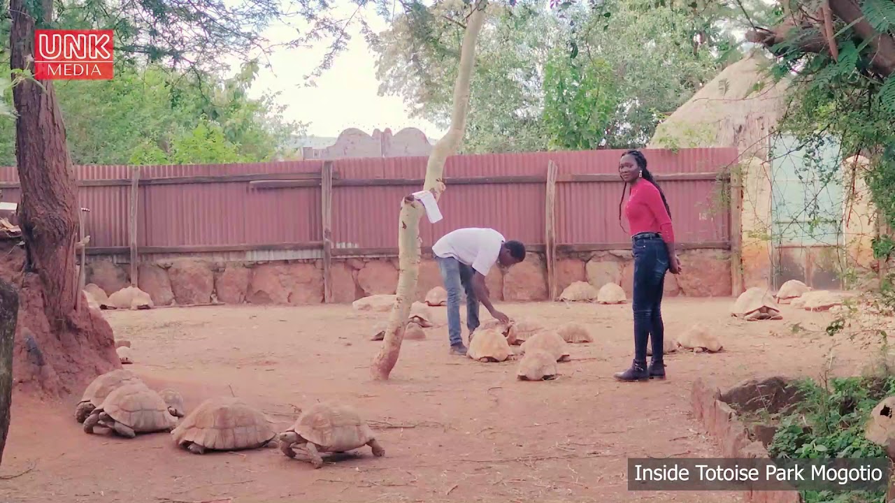 TORTOISE PARK IN MOGOTIO EQUATOR ONE OF ITS KIND IN BARINGO - YouTube