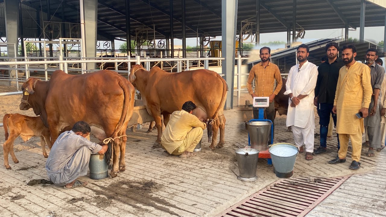 Full Milking of Super Sahiwal Cows at Sheikh Ismail Dairy Farm - YouTube