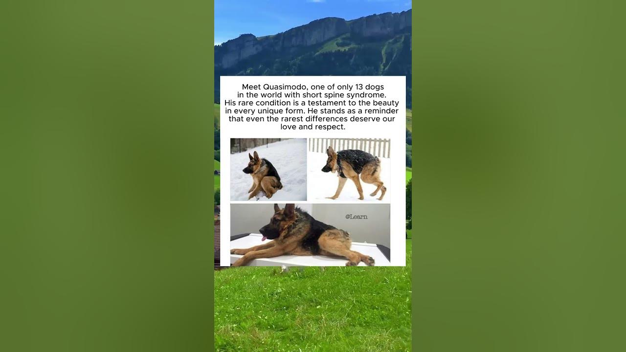 Meet Quasimodo Rare Dog with Short Spine Syndrome 🥹 - YouTube