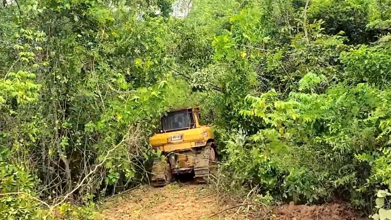 The Easiest Way Heavy Equipment Works Cleaning The Bushes For a Palm ...