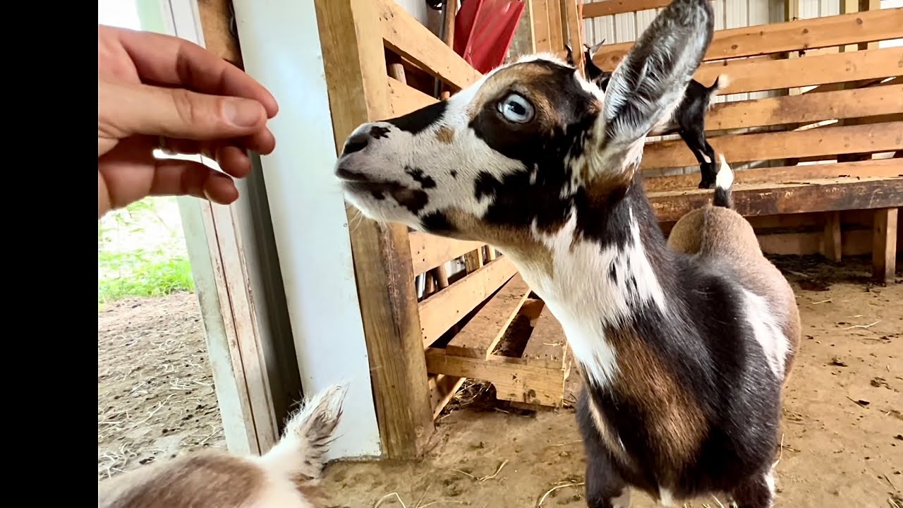 Most beautiful baby goat | Baby chics hatched naturally & then brooder ...
