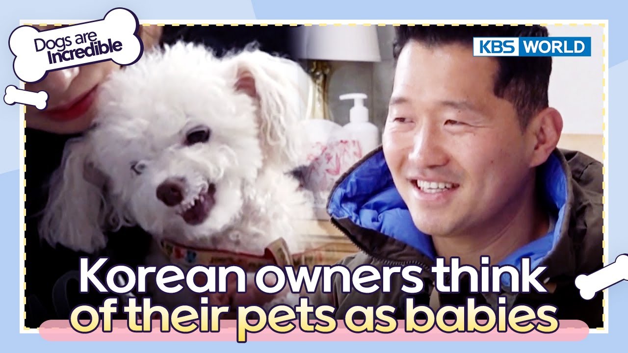 Korean owners think of their pets as babies [Dogs are incredible : EP ...