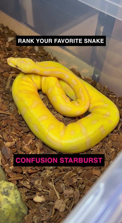 CONFUSION STARBURST BALL PYTHON - YouTube