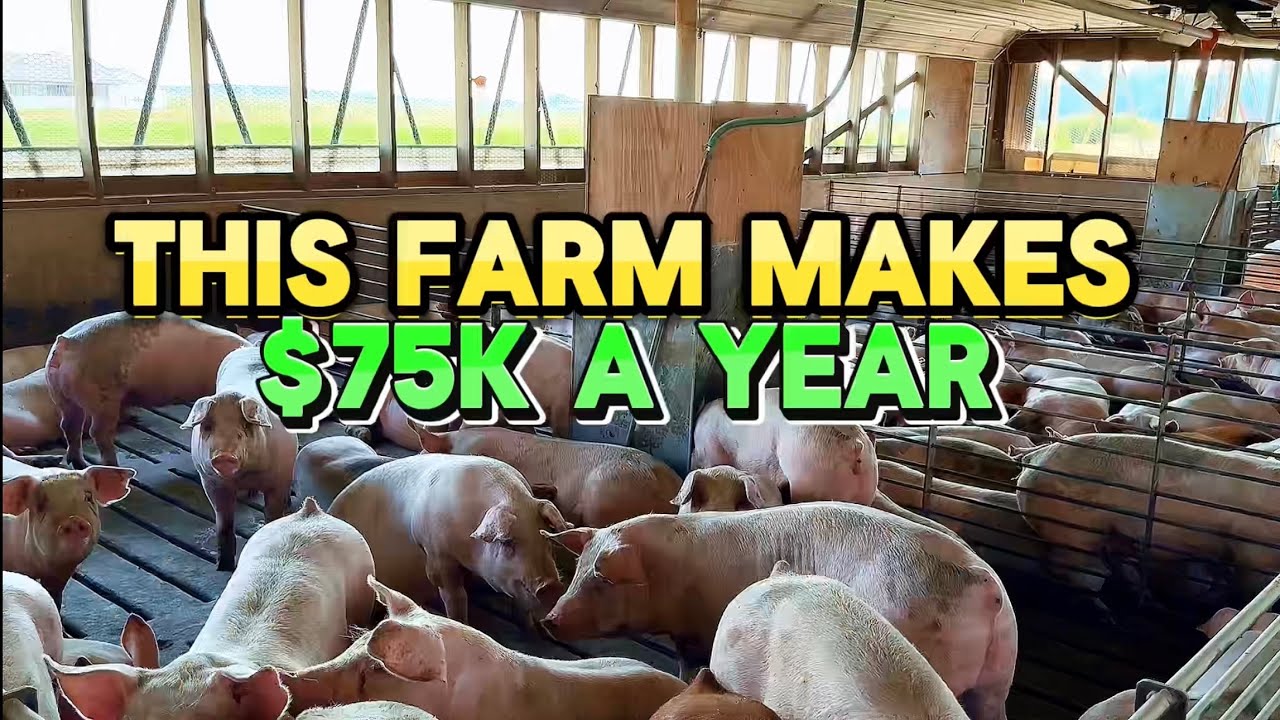 Life on an Amish Farm: Caring for 2,000 Pigs in Indiana - YouTube