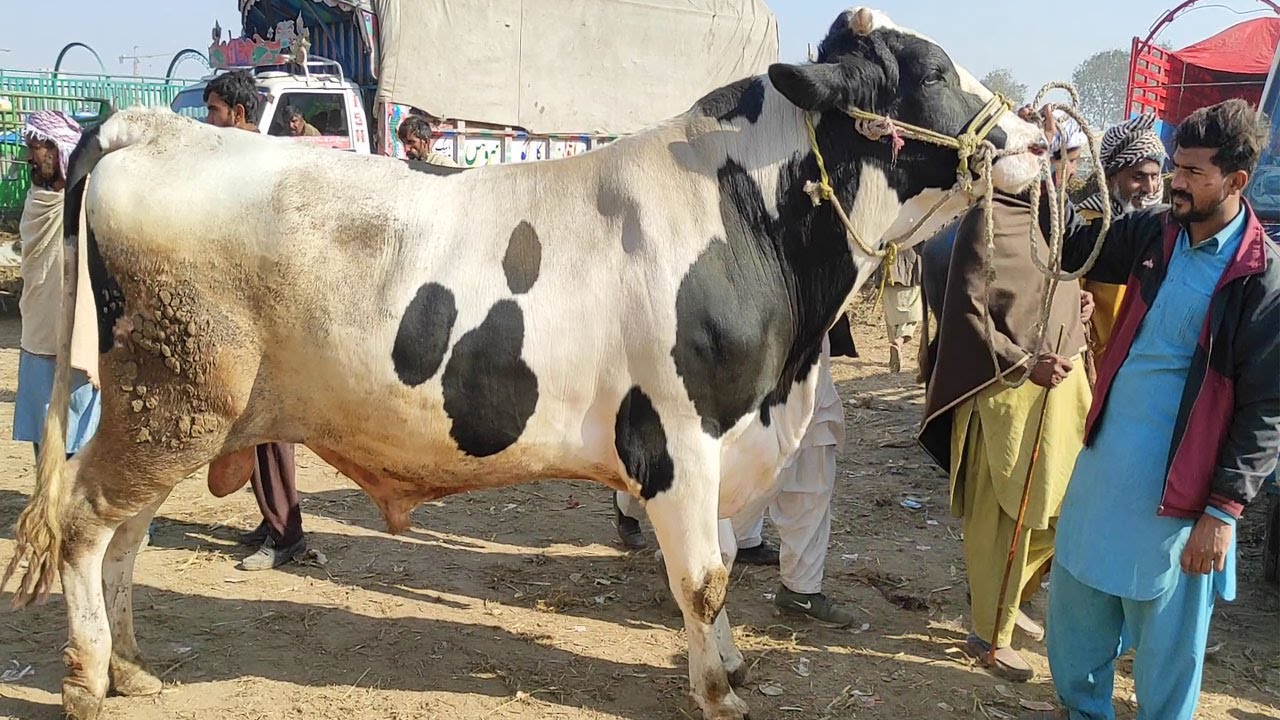 Bachray Ki Hight Or Lenght Tu Check Karo Mandi Ka Sub Say Bara Bachra ...