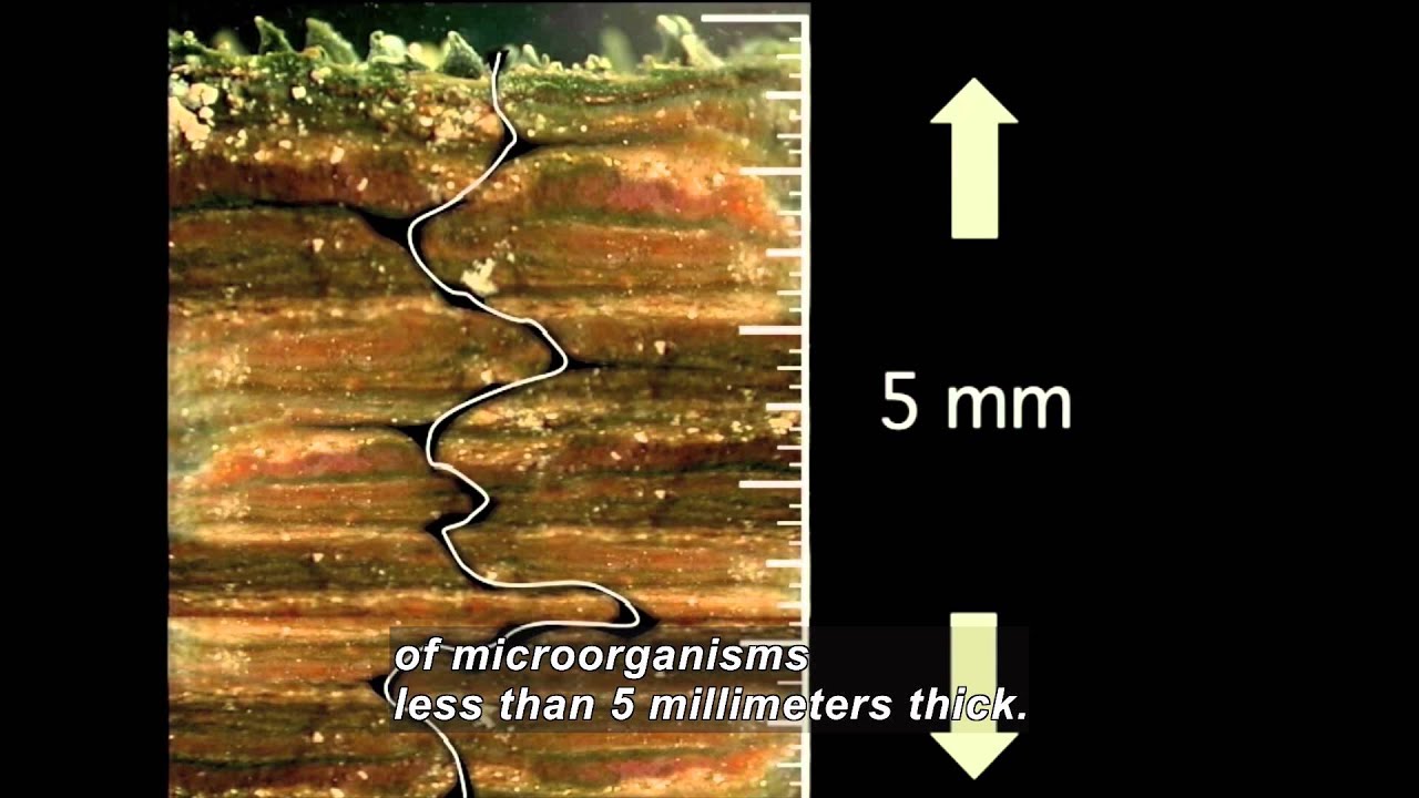 Microscopic Monsters: Stromatolite Explorer: Voyage Through a Microbial ...