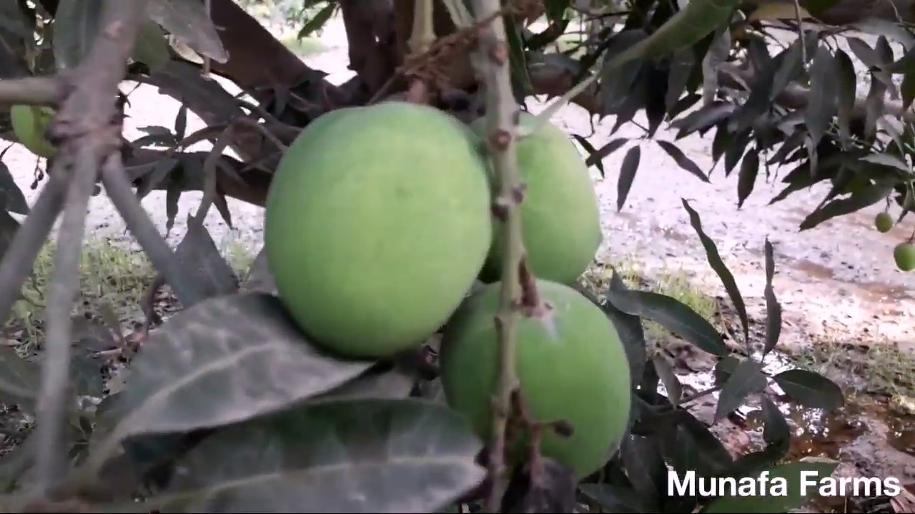 Anwar Rattol ||Famous Mango variety||leaves & Fruits|| - YouTube