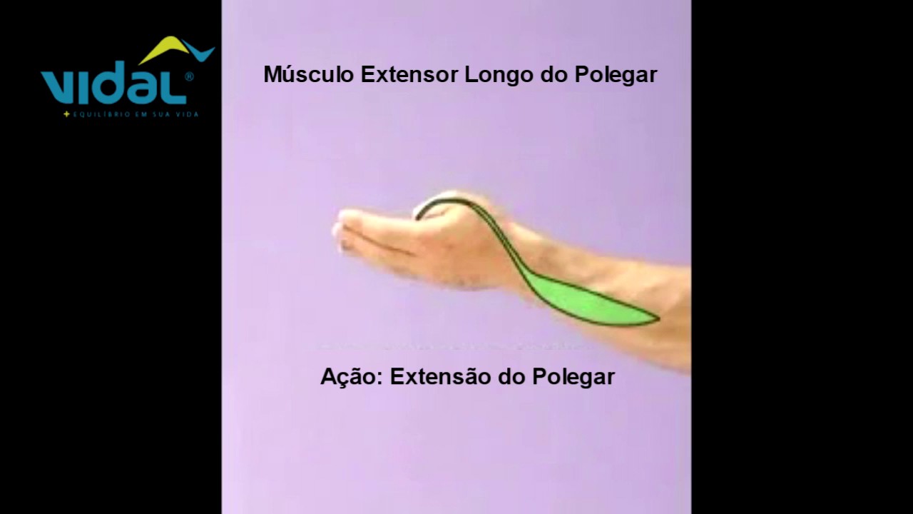 Extensor Curto Do Polegar Foto De Extensor Do Polegar E Mais Fotos De