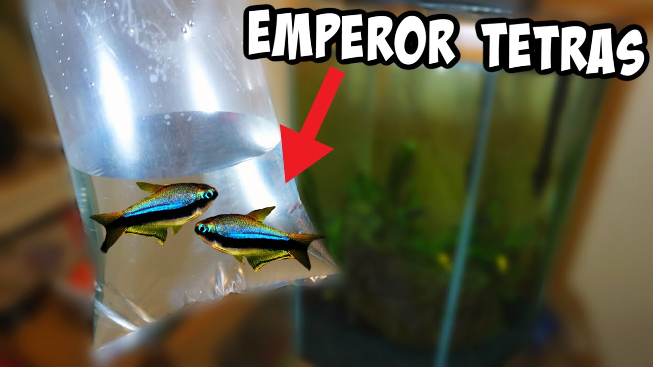 Getting NEW *EMPEROR* Tetras For Tank - YouTube