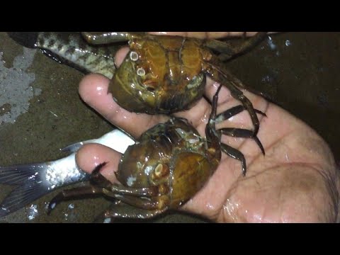 Mud crab | incredible crap cleaning technique | #crab - YouTube