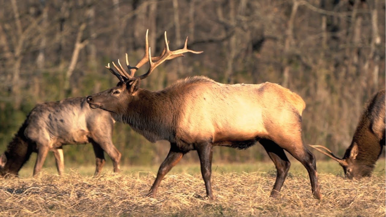 Decoding the Wild: Elk, Moose & Deer Explained (A Nature Lover's Guide ...