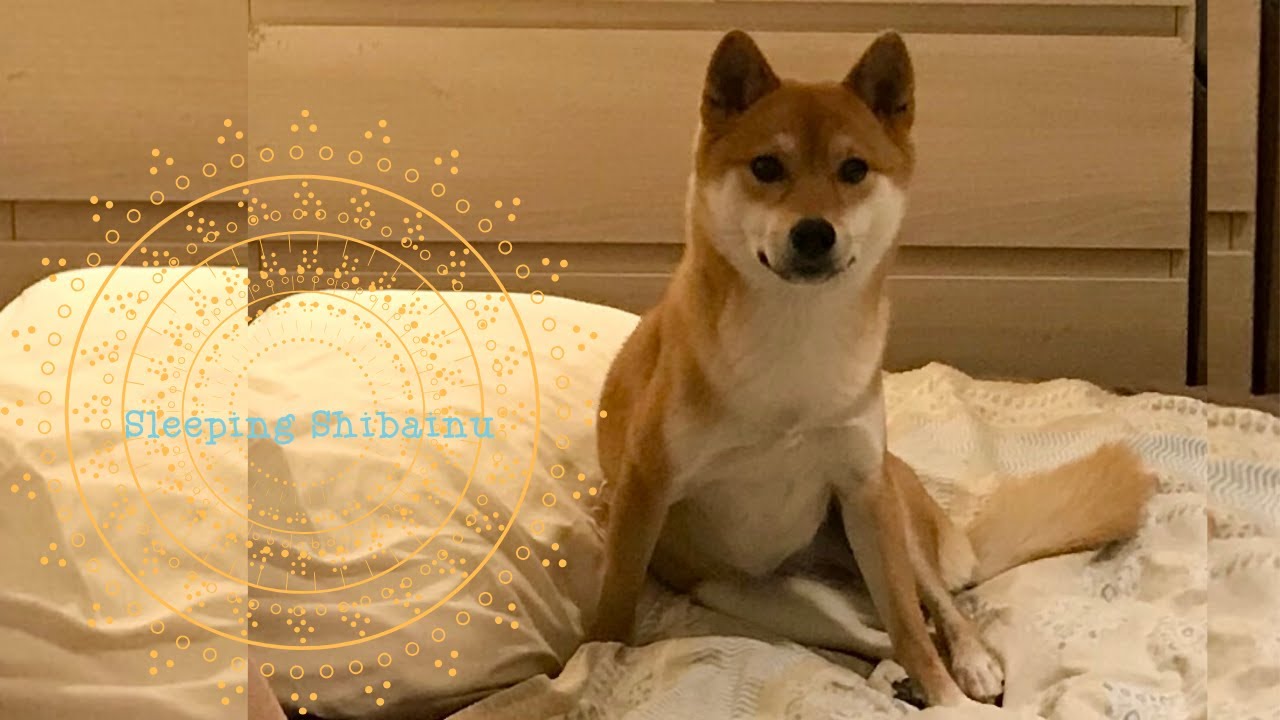 Ways to Sleep / Shiba inu Way - YouTube